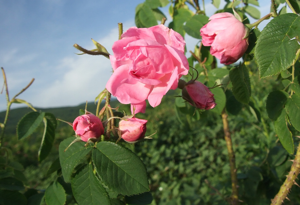 THE FRAGRANT HEAVEN OF THE BALKANS: ROSE VALLEY, BULGARIA ...